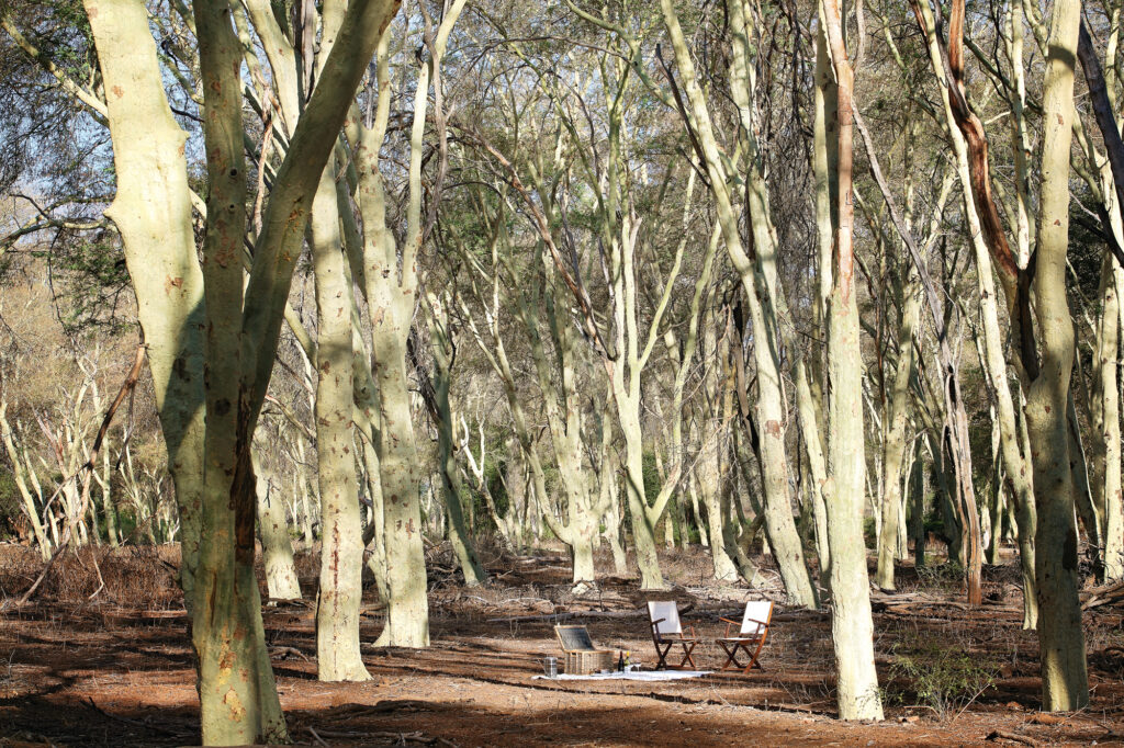 THE INCREDIBLE FEVER TREE FOREST - Rare Earth